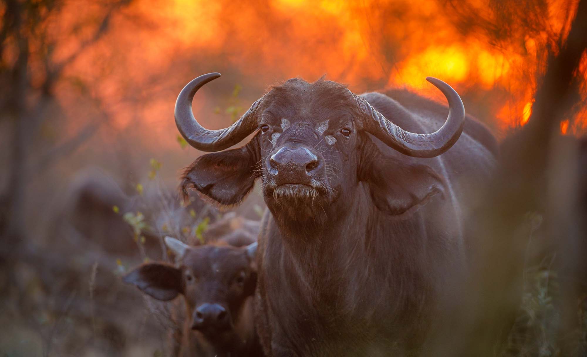 Wildlife - Tanda Tula