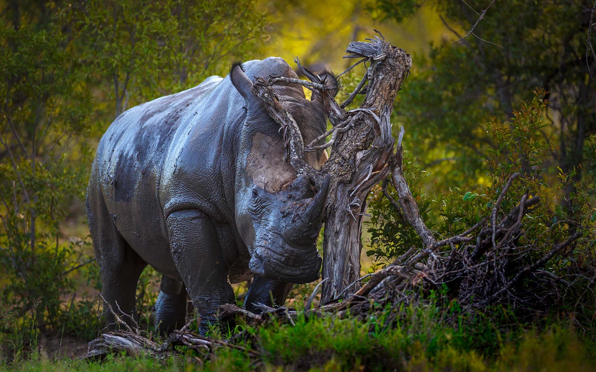 Wildlife - Tanda Tula