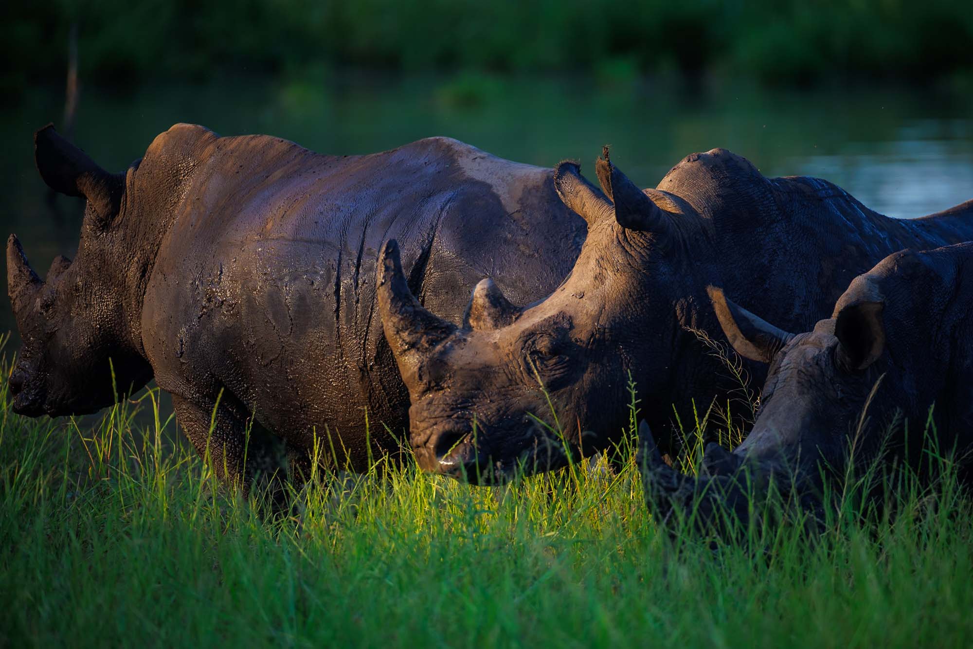 Wildlife - Tanda Tula