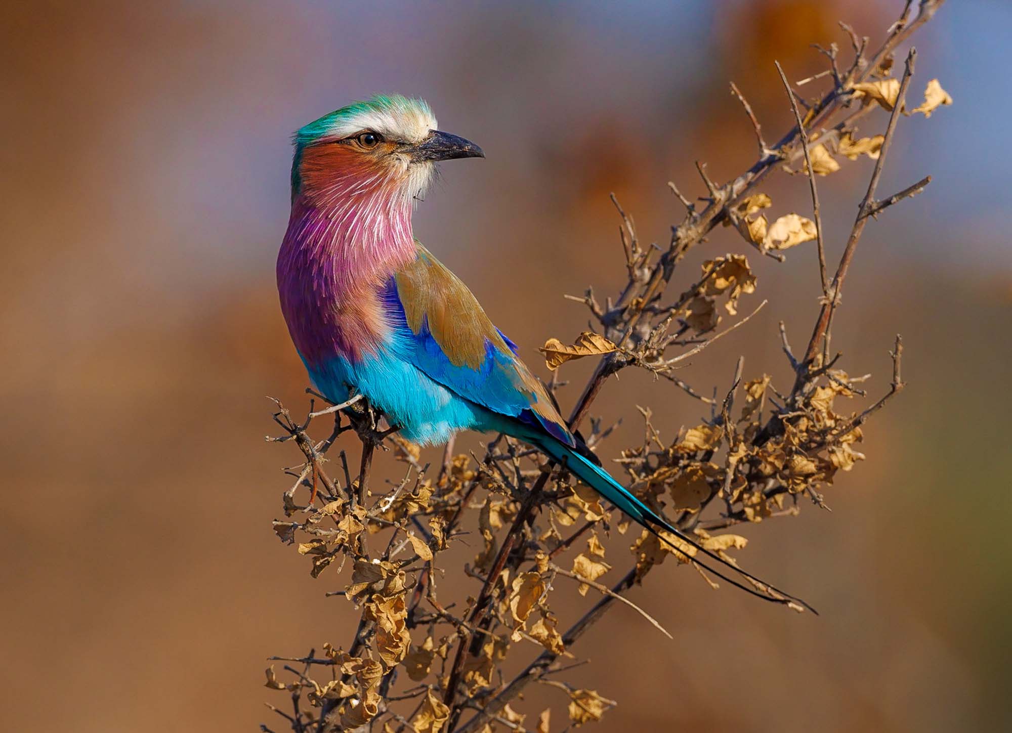 Wildlife - Tanda Tula
