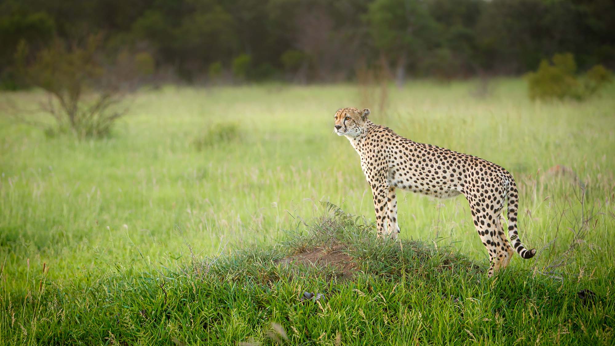 Wildlife - Tanda Tula
