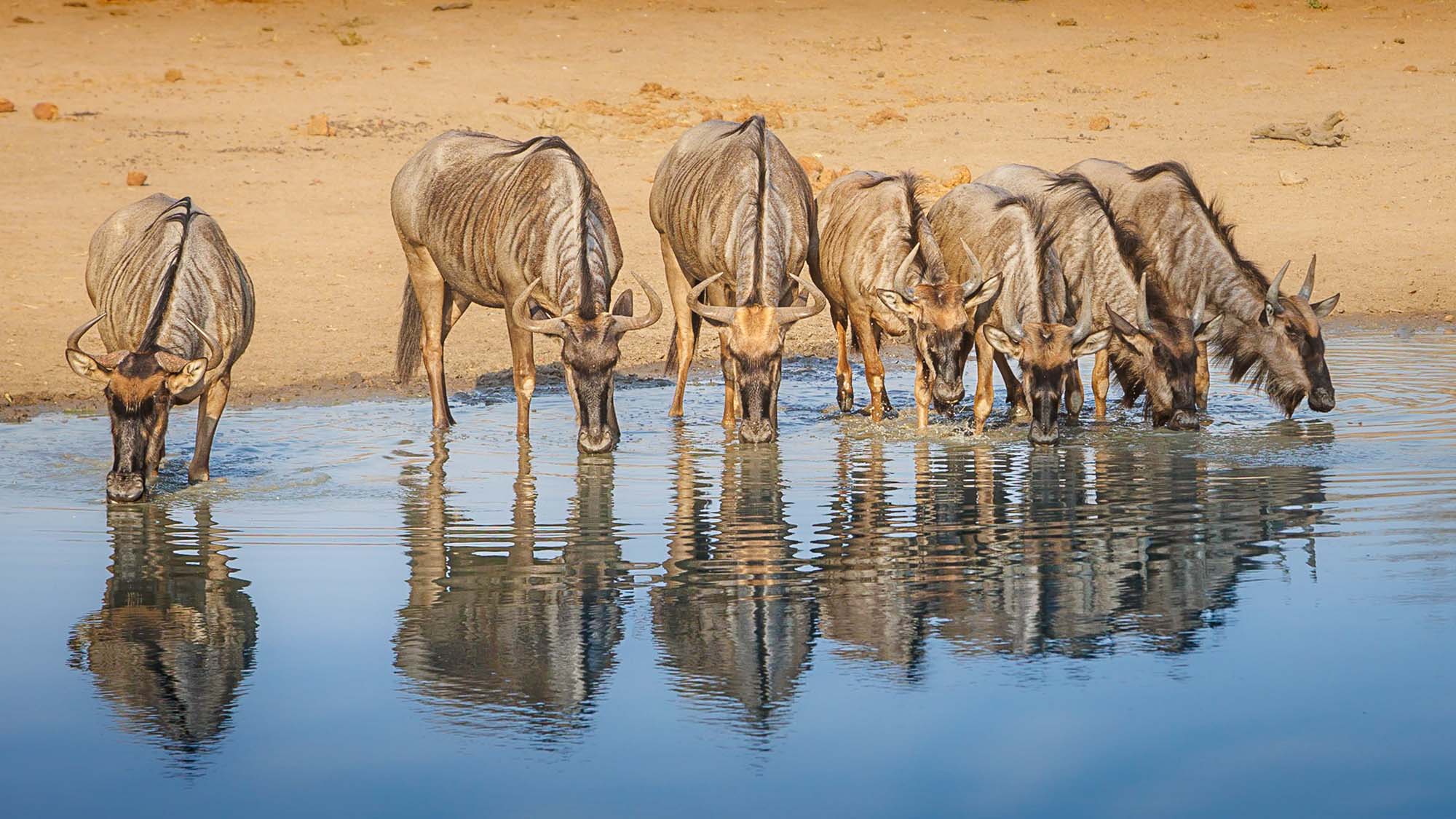 Wildlife - Tanda Tula