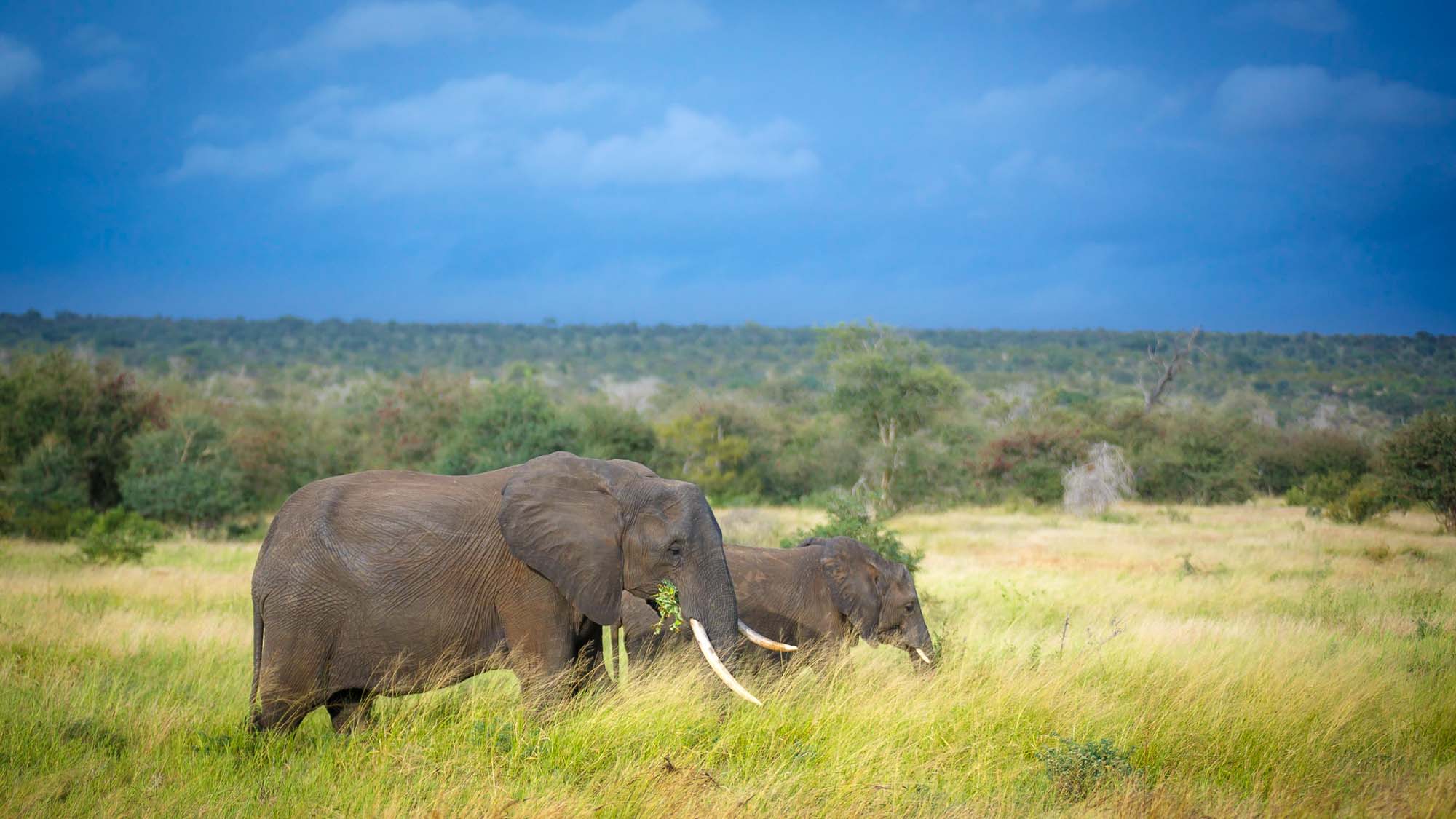Wildlife - Tanda Tula