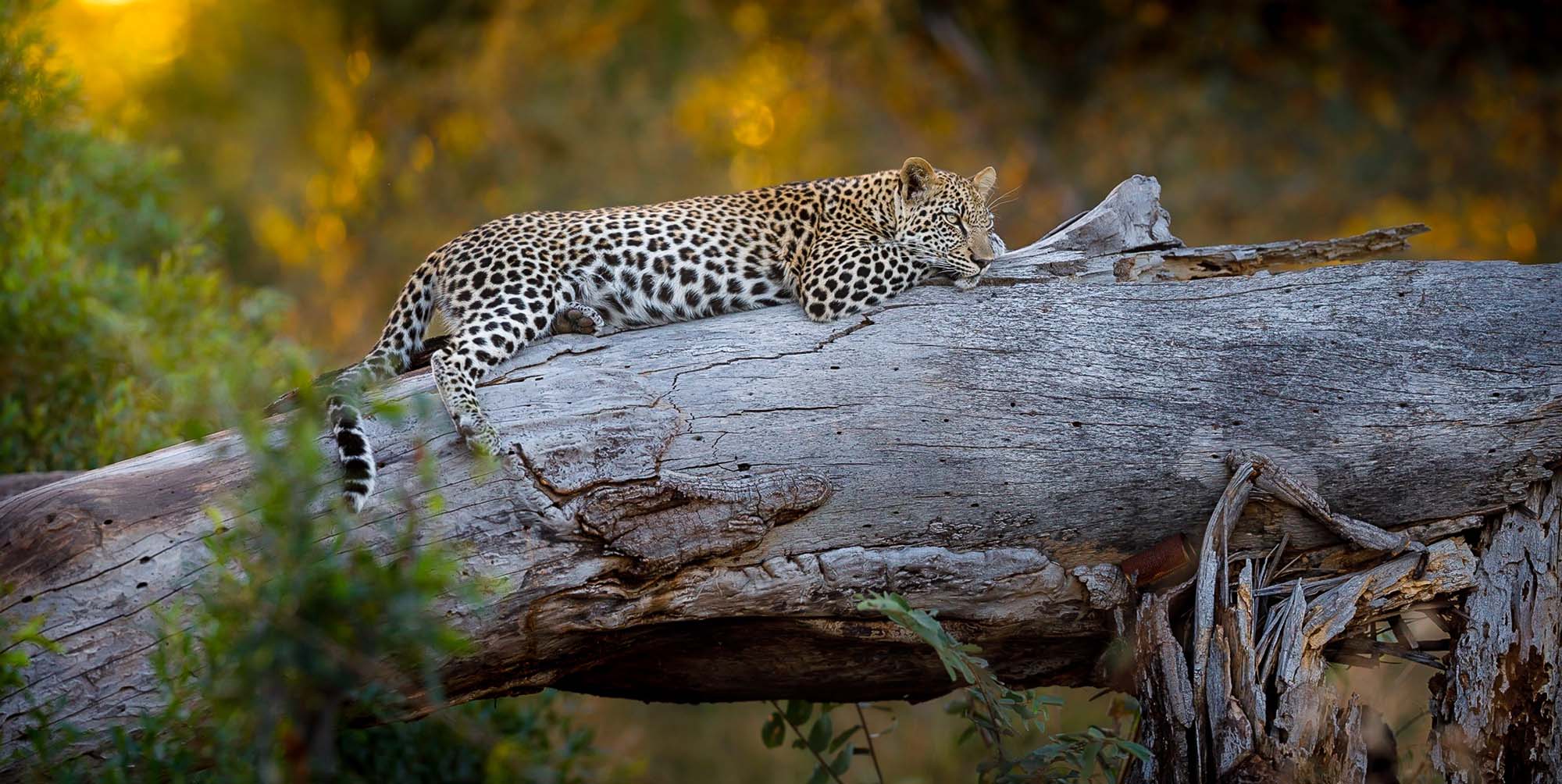 Wildlife - Tanda Tula