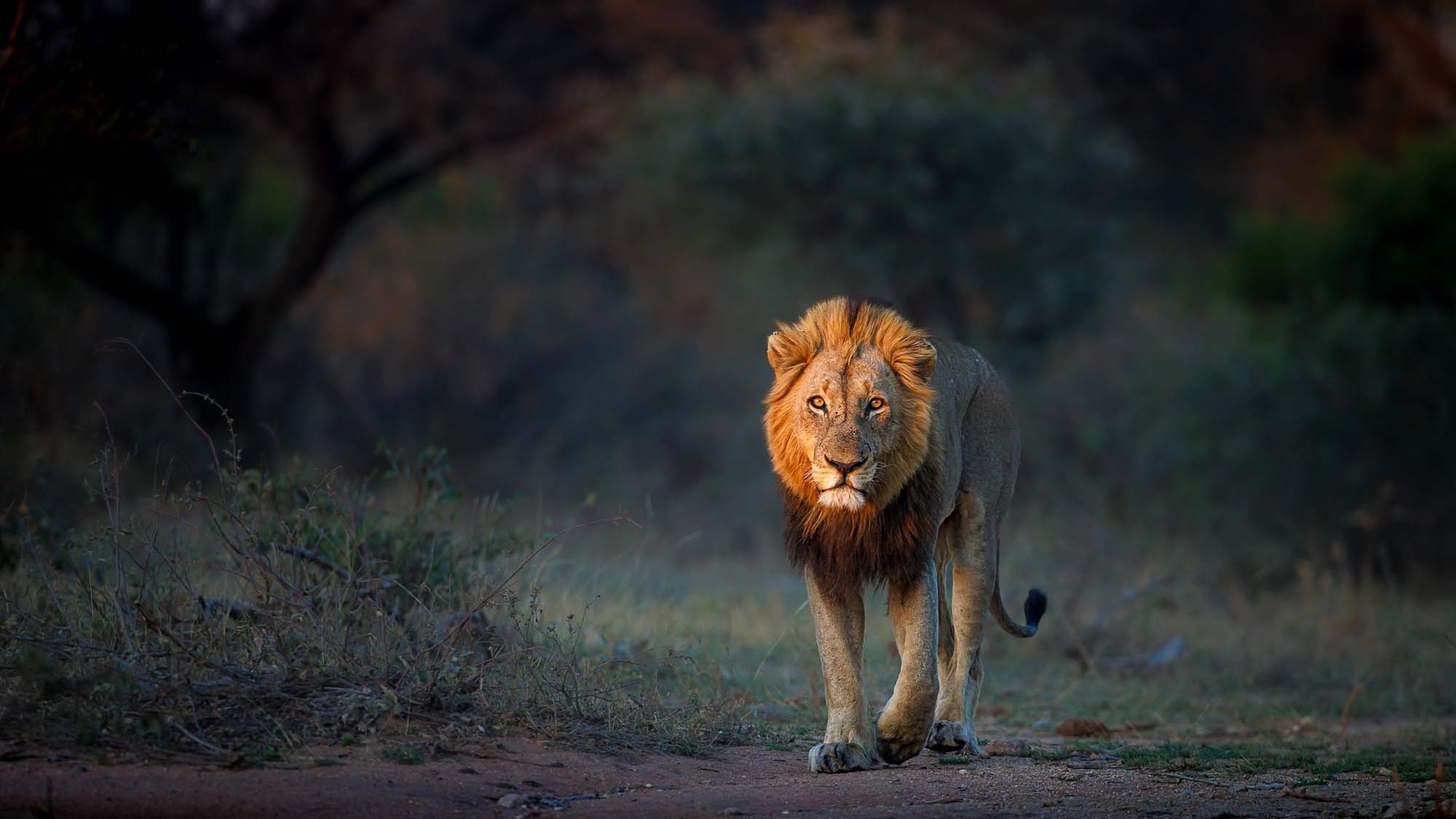 Wildlife - Tanda Tula