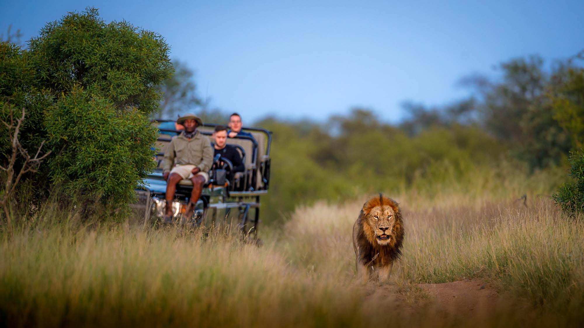 Wildlife - Tanda Tula
