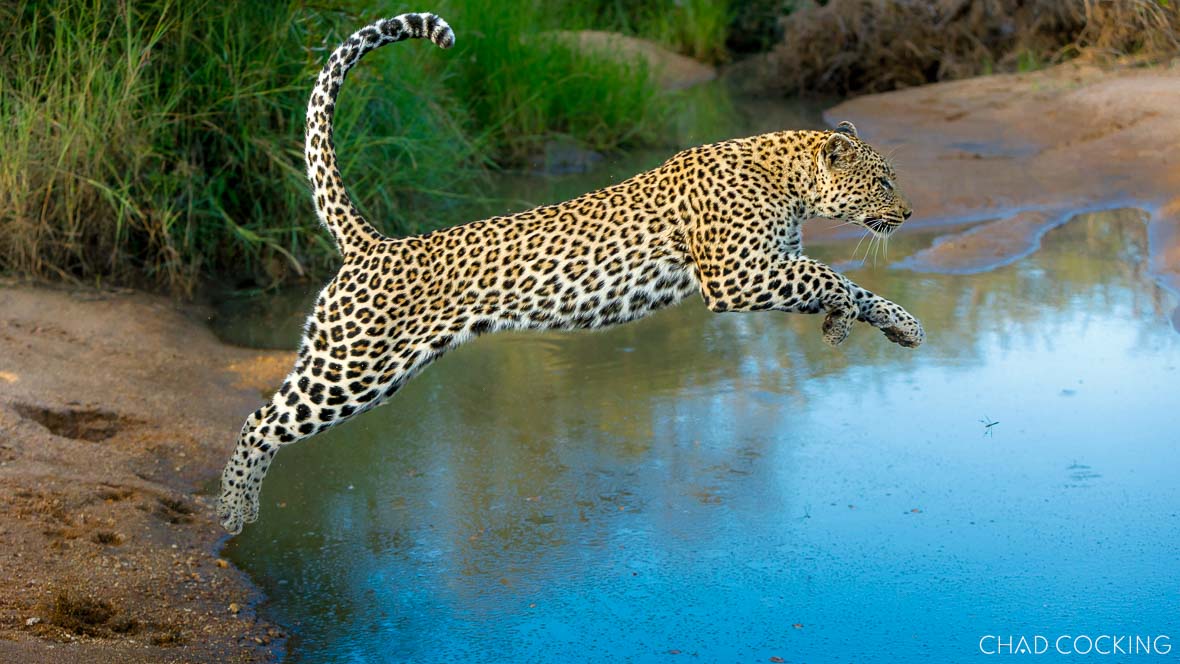 Chad’s Year in Photos - Tanda Tula