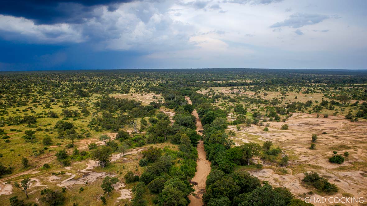 A Week of More Lions Pictures - Tanda Tula