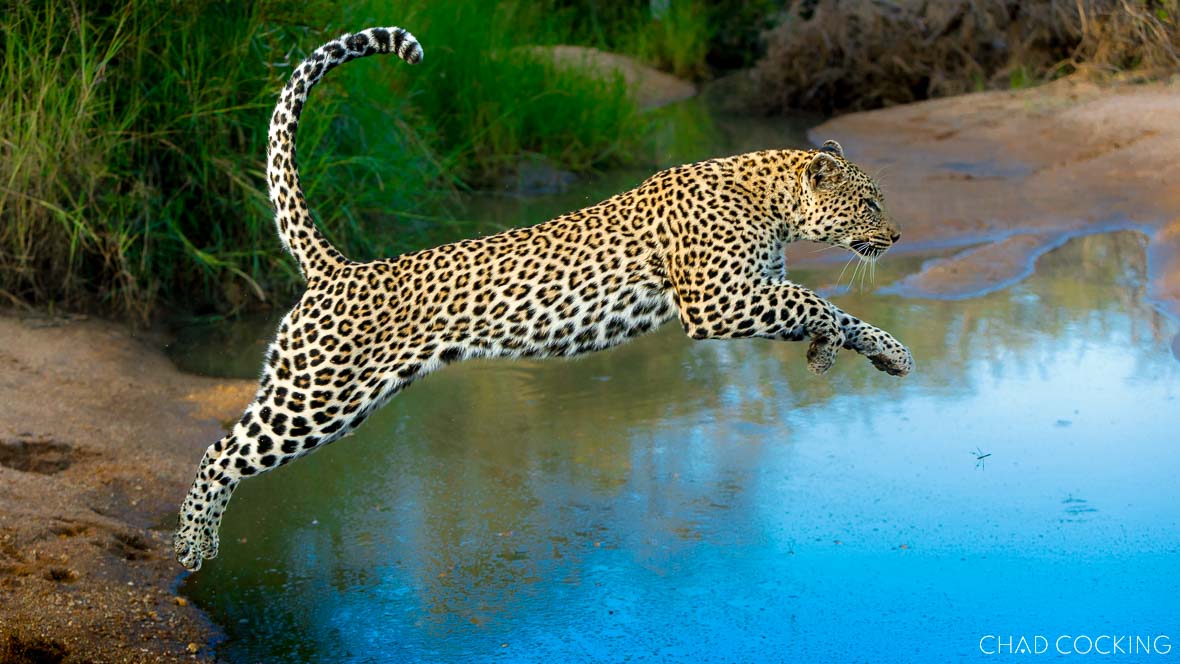 Behind the Photo - Leaping Leopard - Tanda Tula