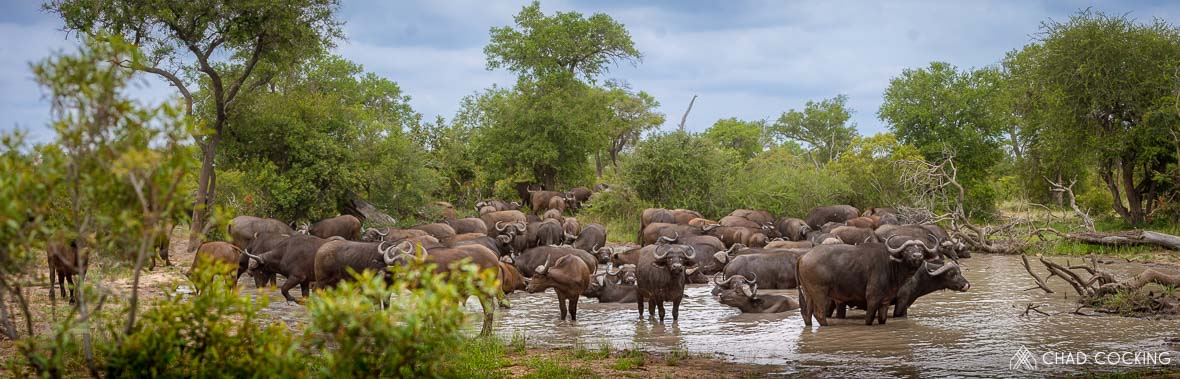 Crazy Facts About the Cape Buffalo - Tanda Tula