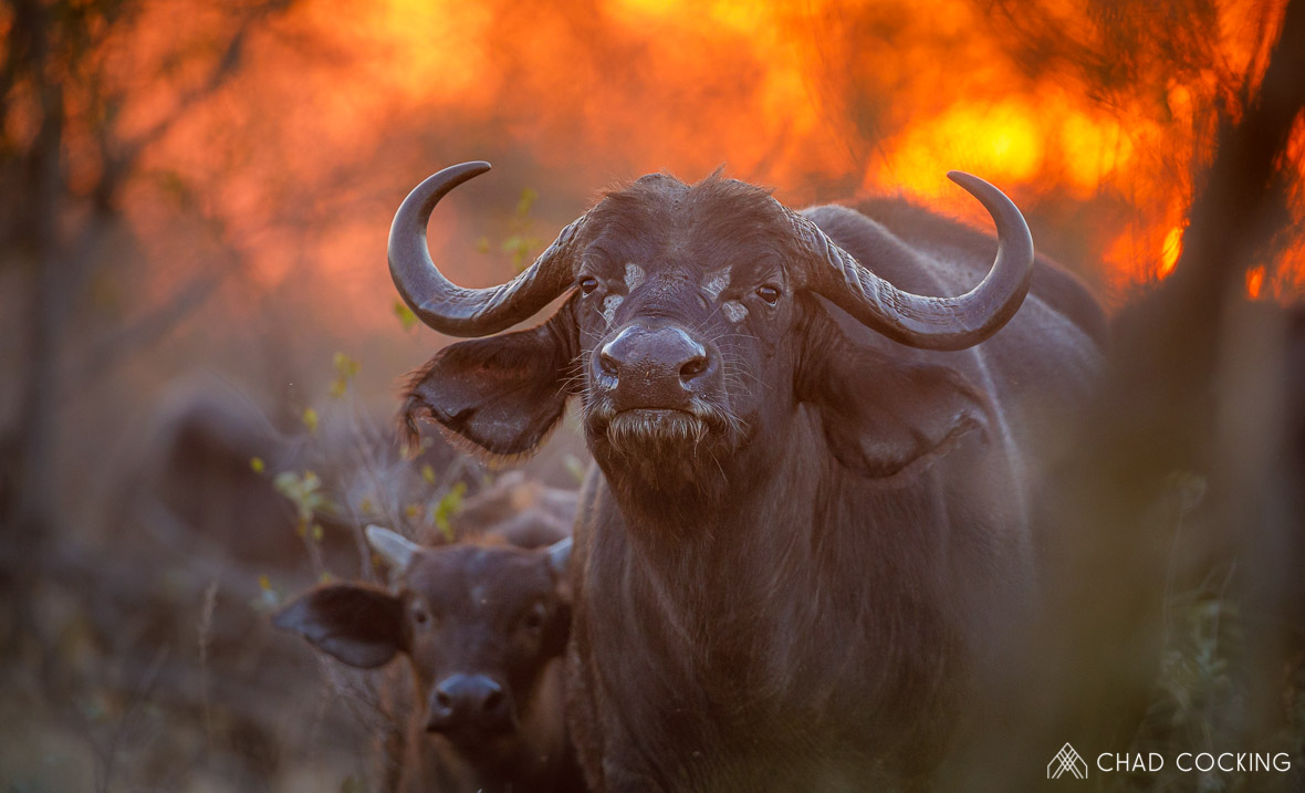 Crazy Facts About the Cape Buffalo - Tanda Tula