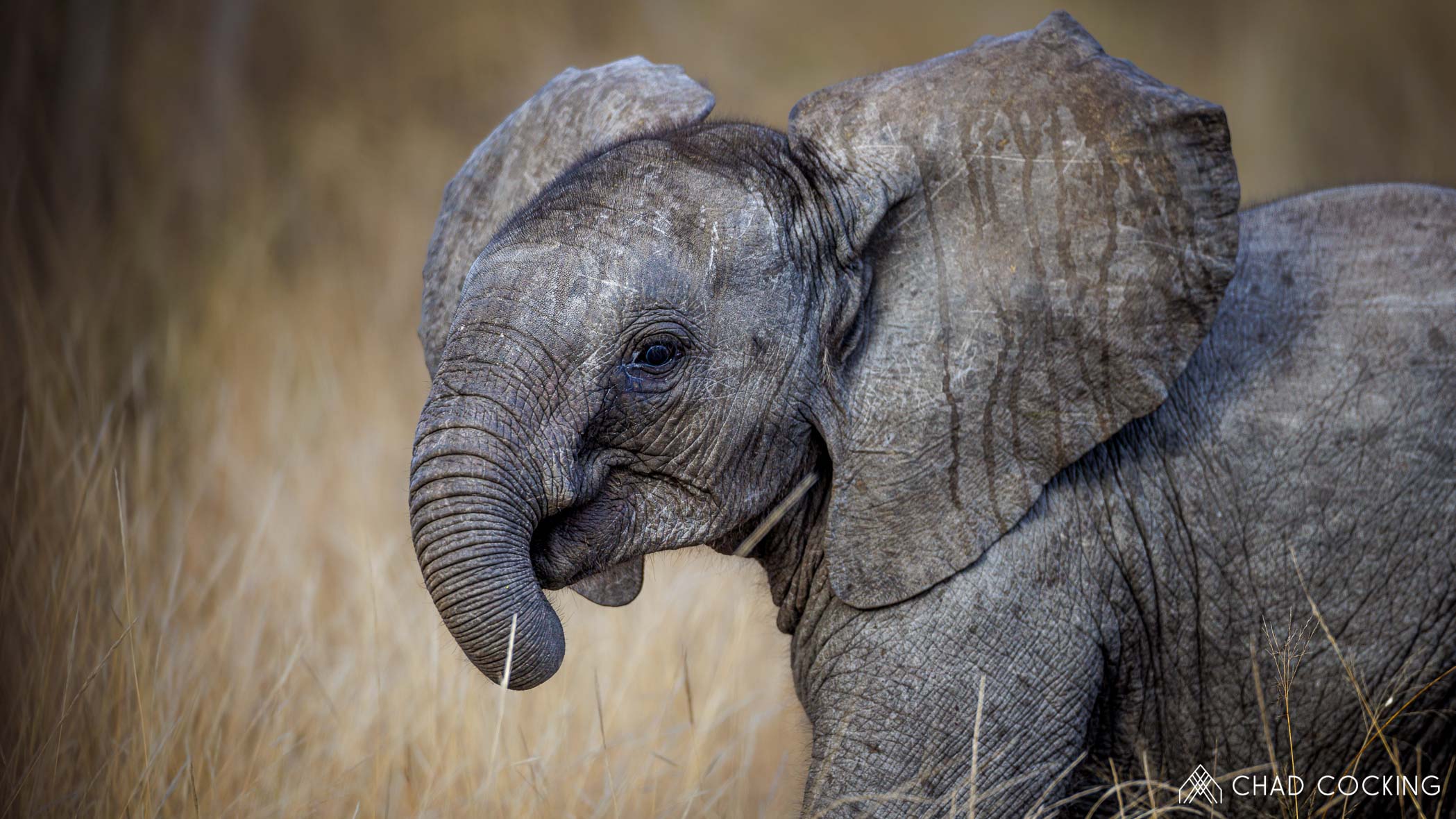 An Elephants Nose Knows No Bounds - Tanda Tula
