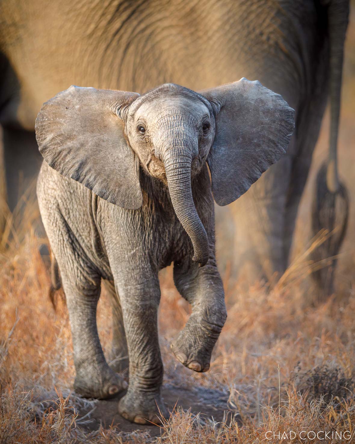 A Week of Wonderful Waterholes in Pictures - Tanda Tula