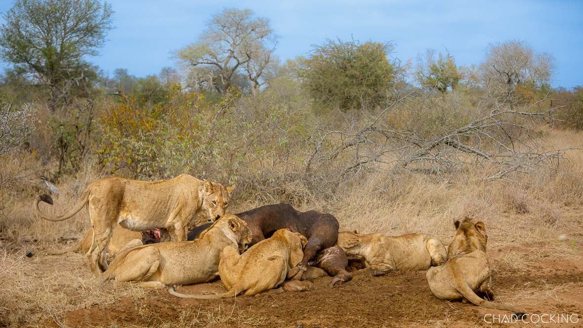 A Week of The Super Seven in Pictures - Tanda Tula