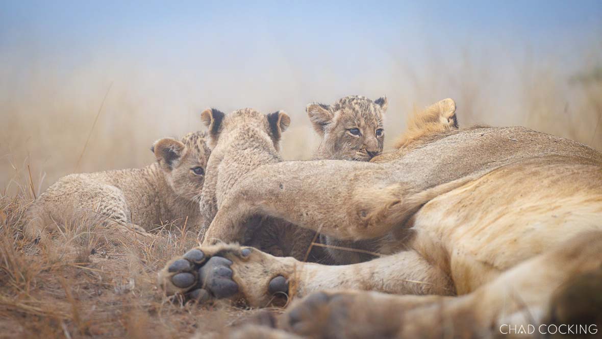 A Week of The Super Seven in Pictures - Tanda Tula