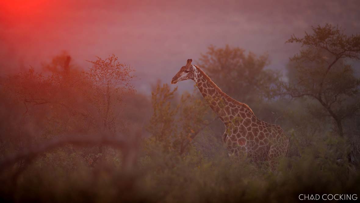 May Safari Highlights Through The Tanda Tula Lens - Tanda Tula
