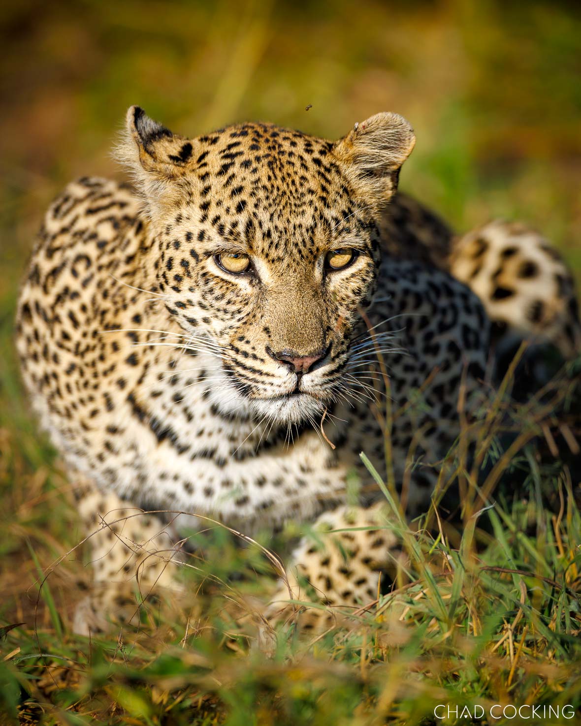 May Safari Highlights Through The Tanda Tula Lens - Tanda Tula