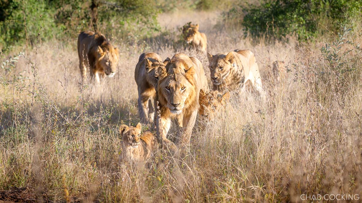 June Through The Tanda Tula Lens - Tanda Tula